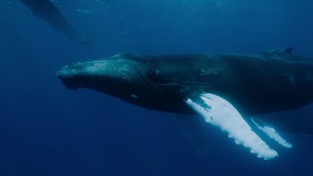 The WORST episodes of OceanXplorers | Episode Ninja