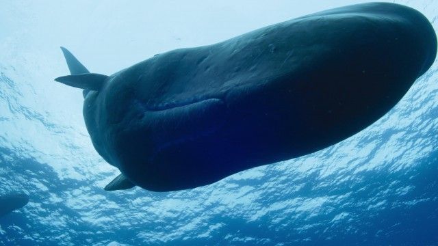 The WORST episodes of OceanXplorers | Episode Ninja