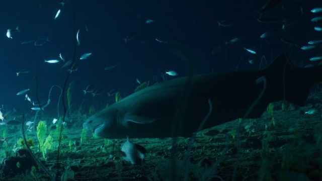 The WORST episodes of OceanXplorers | Episode Ninja