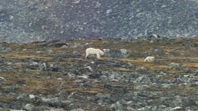 The BEST episodes of OceanXplorers | Episode Ninja