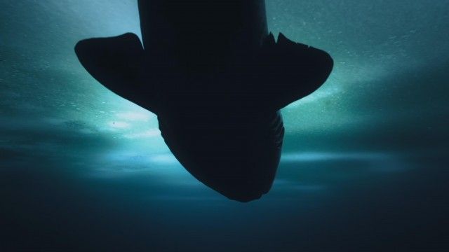 The BEST episodes of OceanXplorers | Episode Ninja